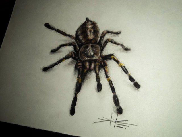 How To Draw A 3d Tarantula Step By Step 12 Doodles How To For Bullet